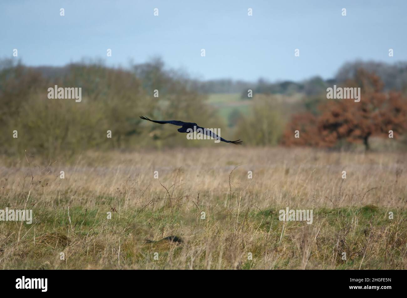 Common Raven Claws High Resolution Stock Photography and Images - Alamy