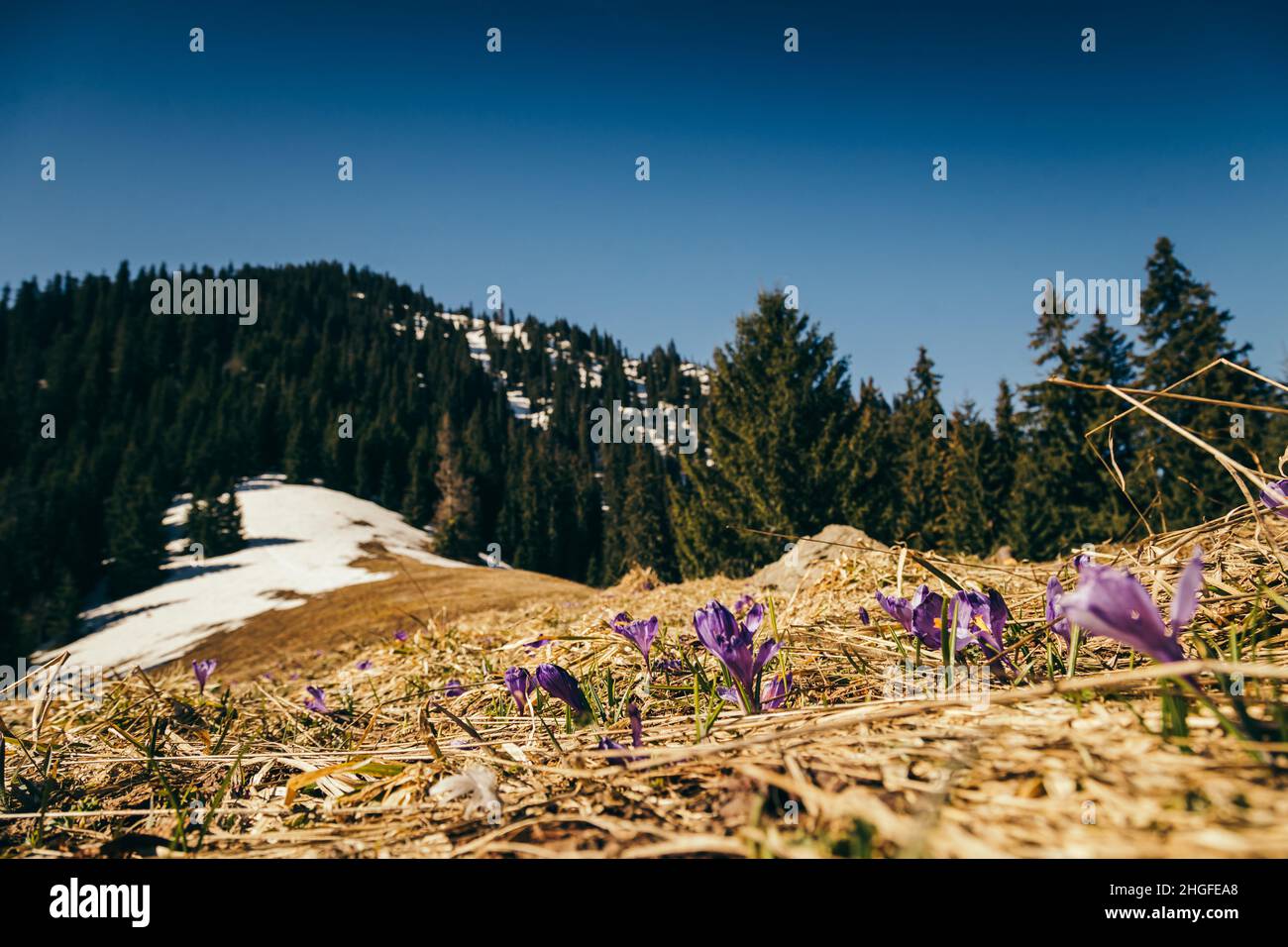 Flowers, crocuses and snowdrops on yellow grass, spring, thaw Stock ...