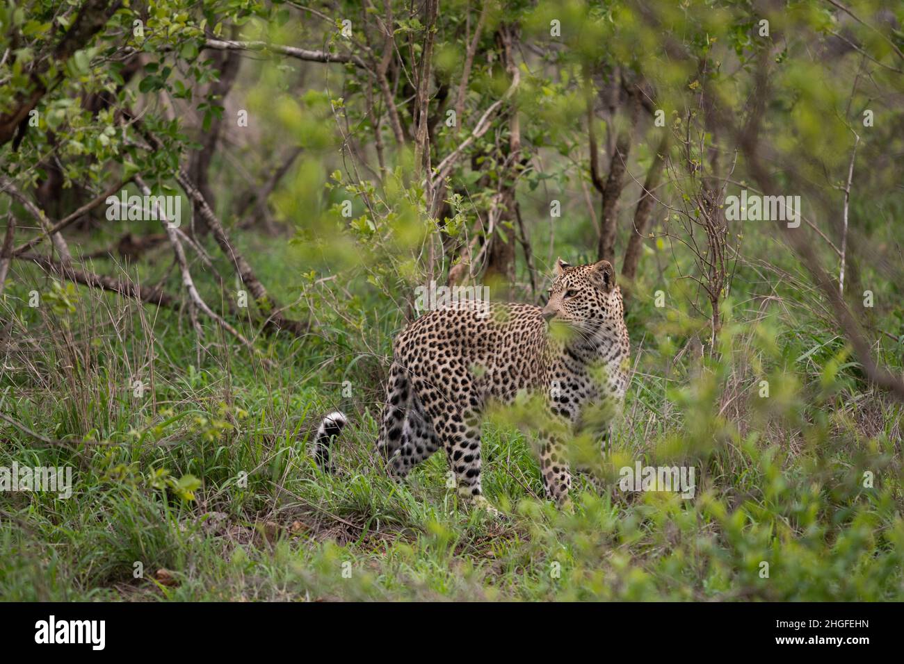 Male African leopard in the bush in Sabi Sands Game Reserve, South ...