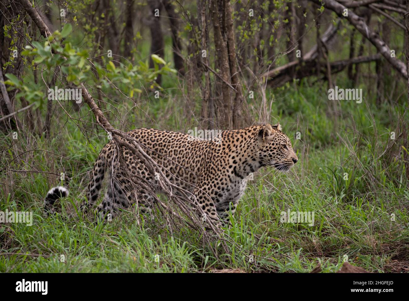 Male African leopard in the bush in Sabi Sands Game Reserve, South ...