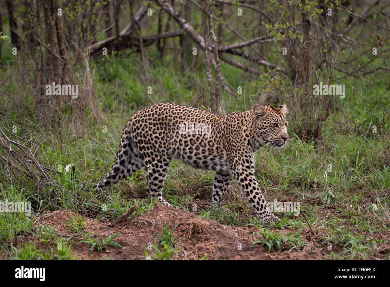 Male African leopard in the bush in Sabi Sands Game Reserve, South ...