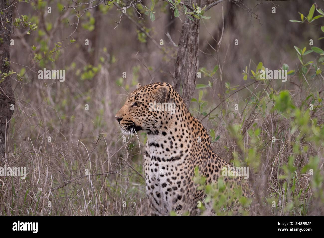 Male African leopard in the bush in Sabi Sands Game Reserve, South ...
