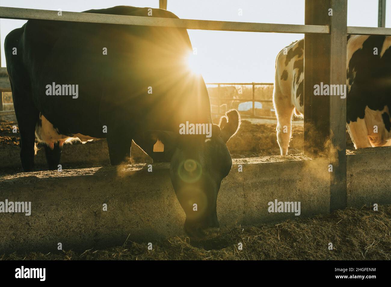 Muscle cow hi-res stock photography and images - Alamy