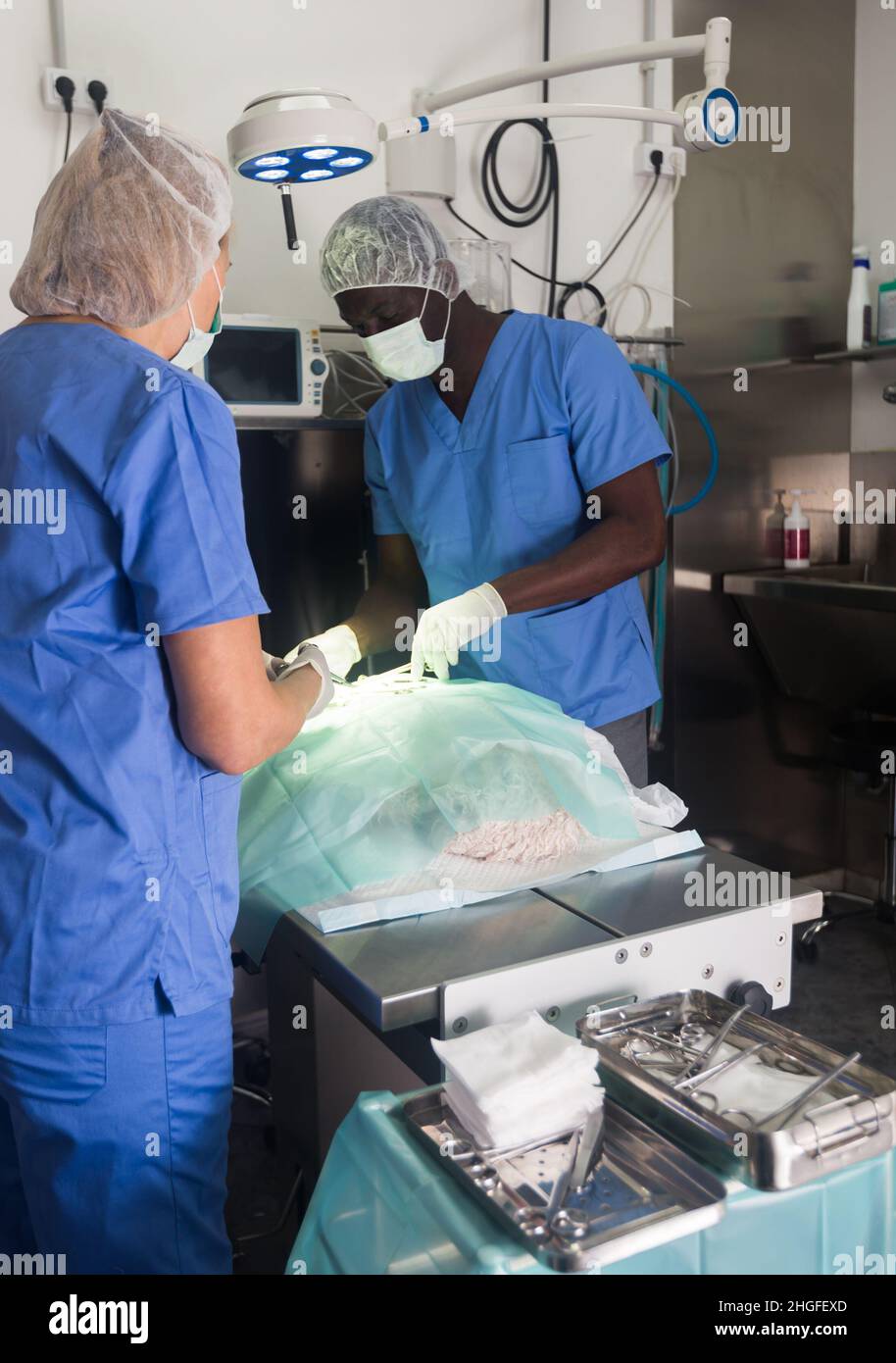 Vetinary nurse and dog hi-res stock photography and images - Alamy