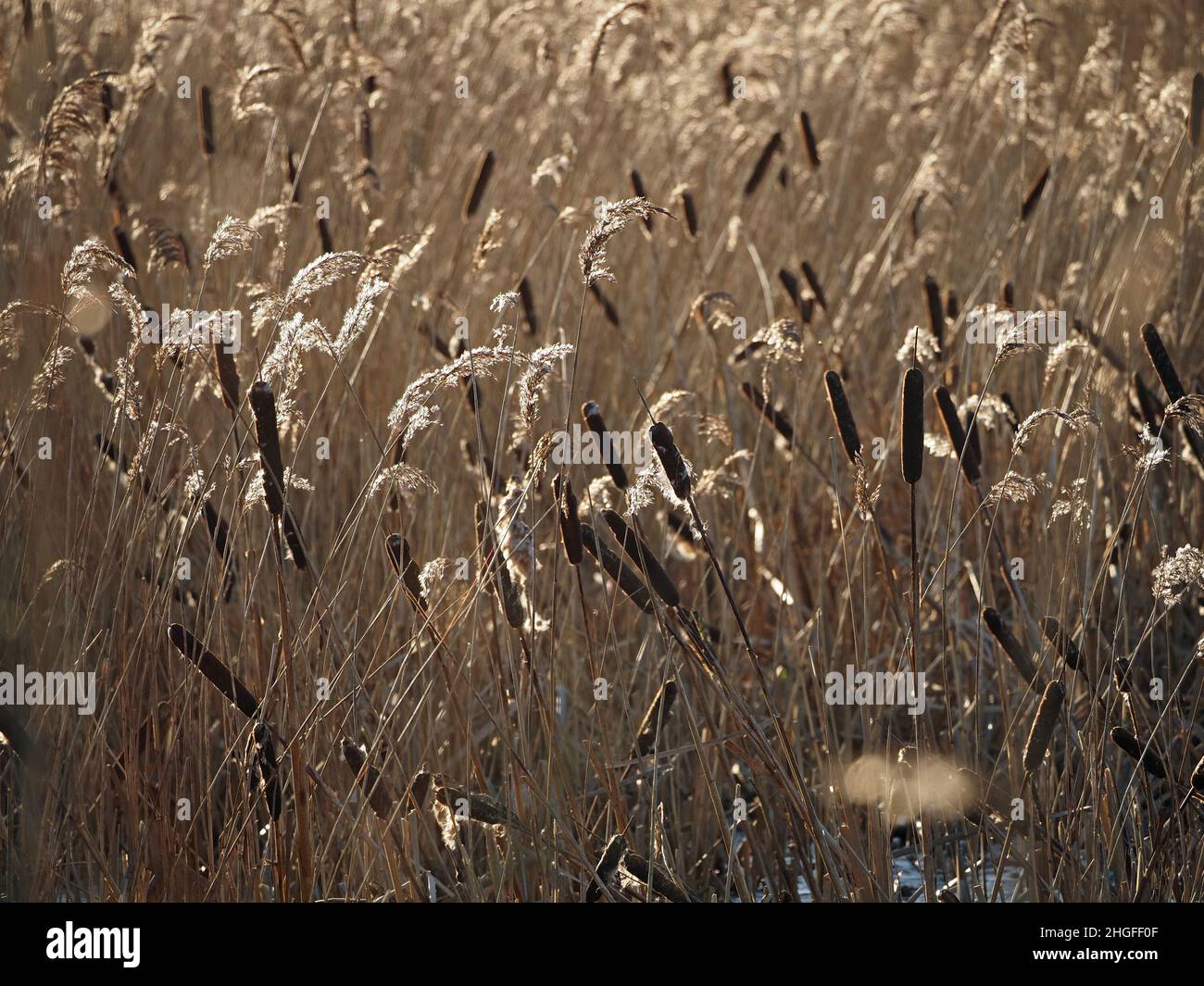 reeds & bulrushes growing together in dramatic low Winter light in ...