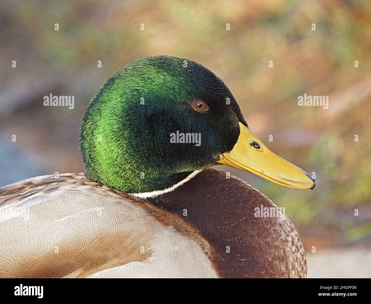 brilliant green head plumage of drake Mallard (Anas platyrhynchos ...