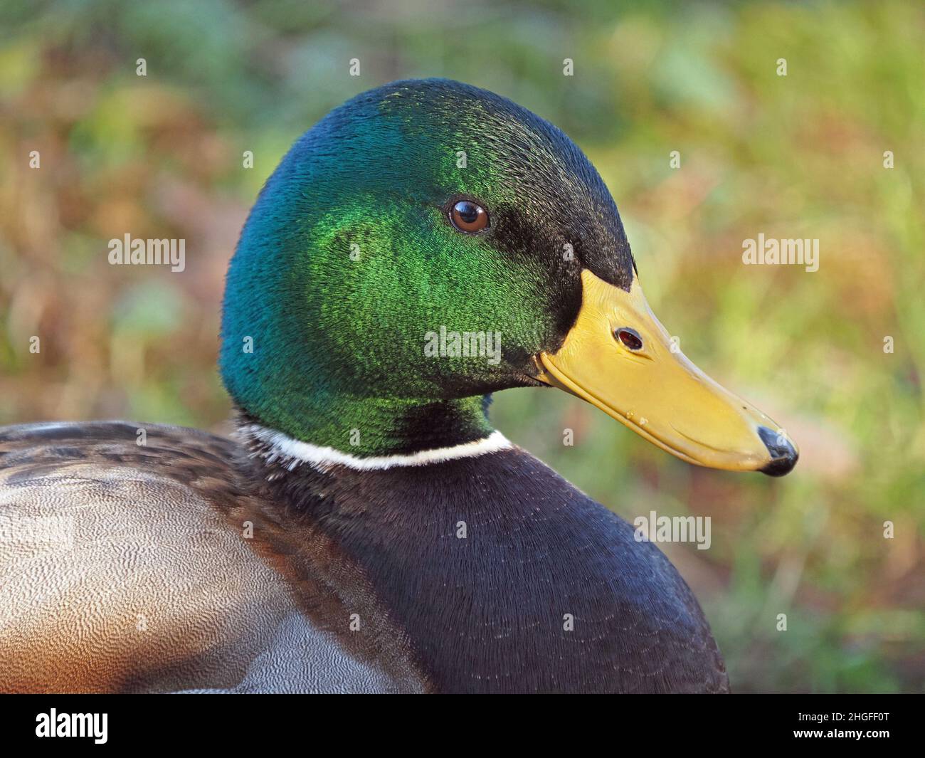 brilliant green head plumage of drake Mallard (Anas platyrhynchos ...