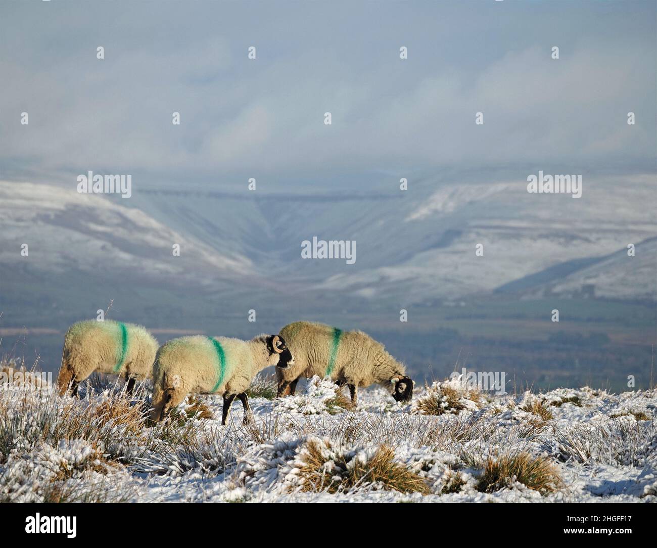 3 rugged sheep brave the harsh elements as they graze on frozen ...