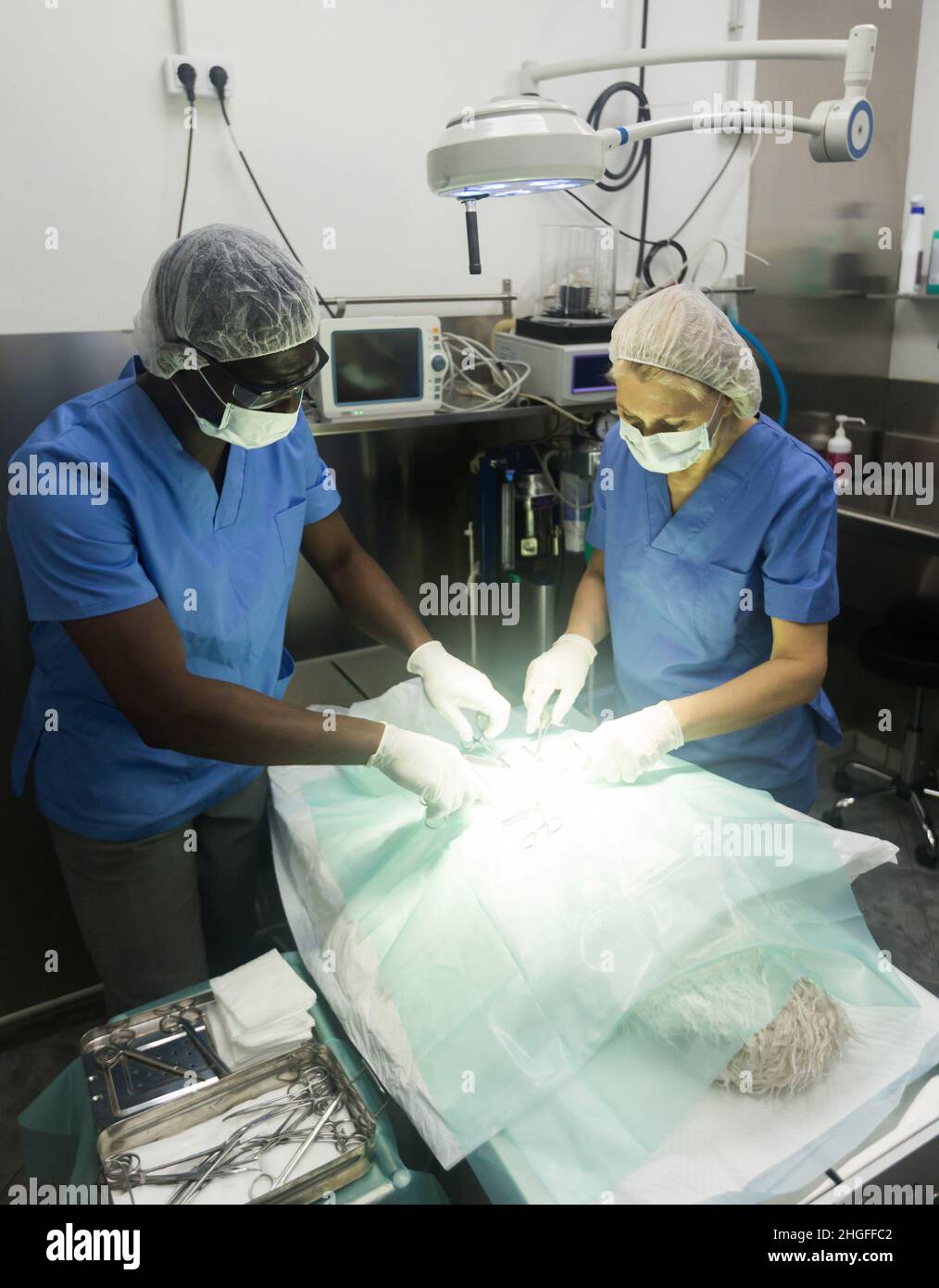 Veterinary activities hi-res stock photography and images - Alamy