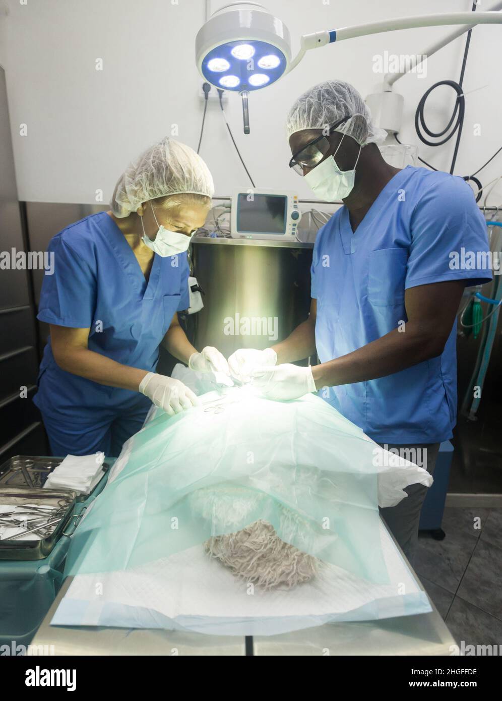 Vet nurse at operation hi-res stock photography and images - Alamy