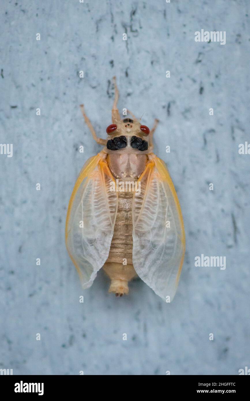 Brood x cicada after molt Stock Photo - Alamy