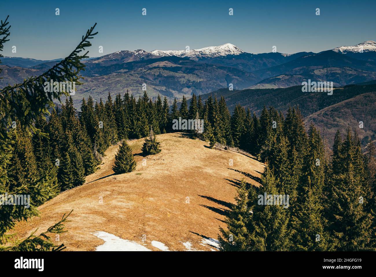 Snow-capped mountains, meadow among coniferous forest, spring, winter ...