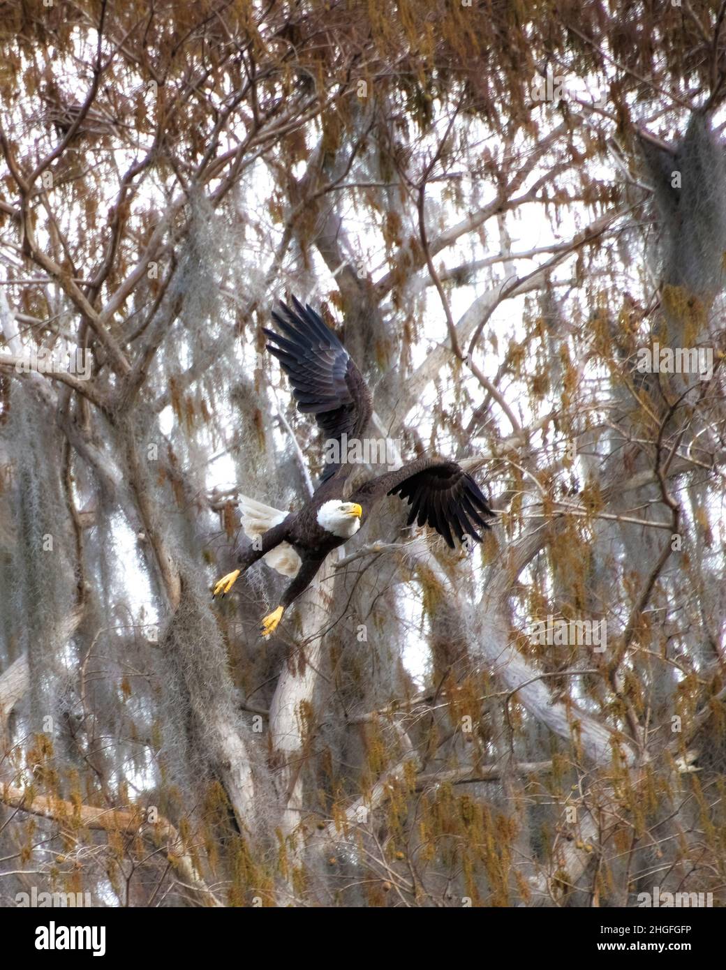 Bald eagle attacking Stock Photo - Alamy