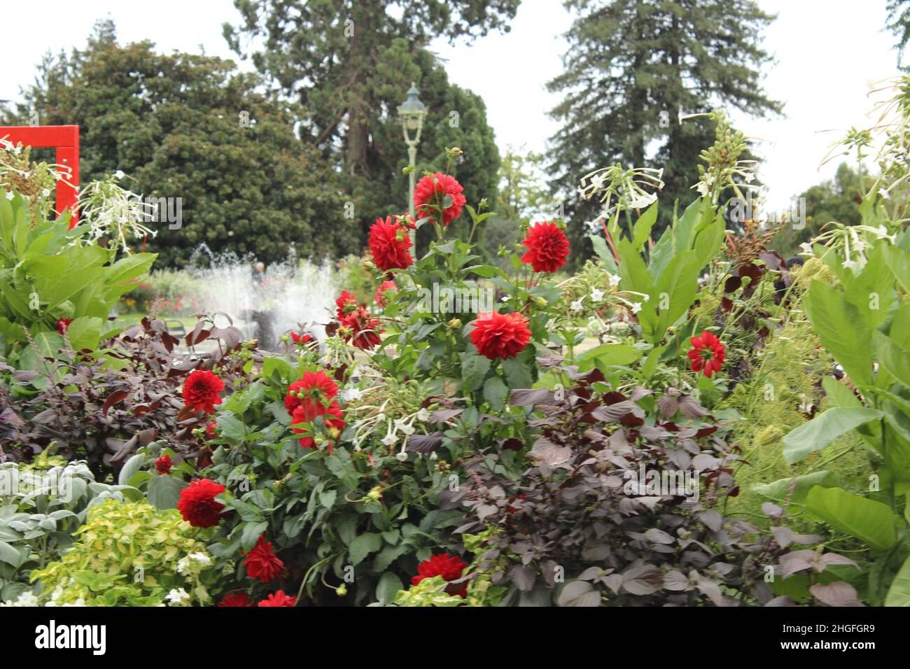 Roses. Getting to know corners of Brittany, France Stock Photo - Alamy
