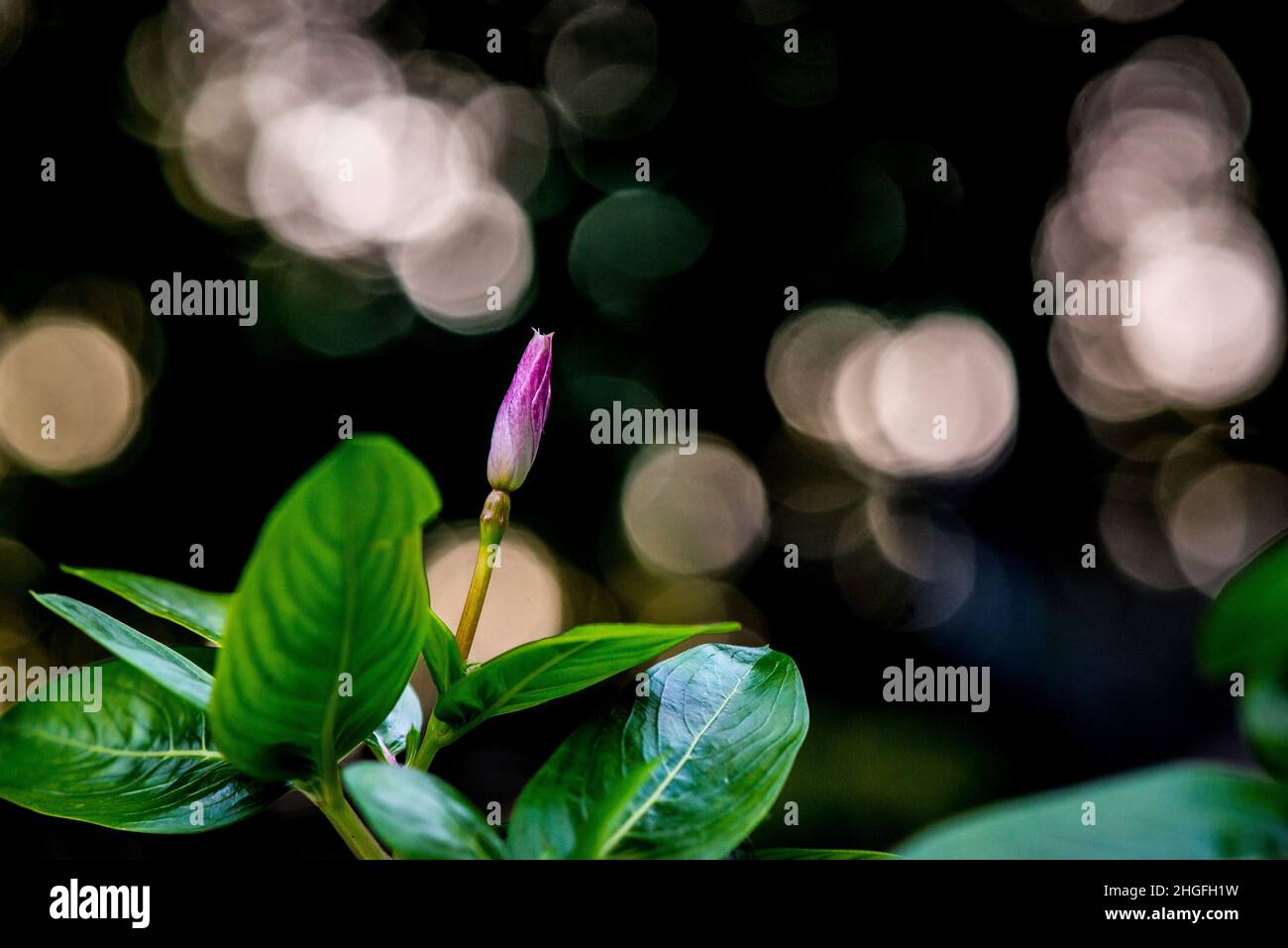 Bokeh flower hi-res stock photography and images - Alamy