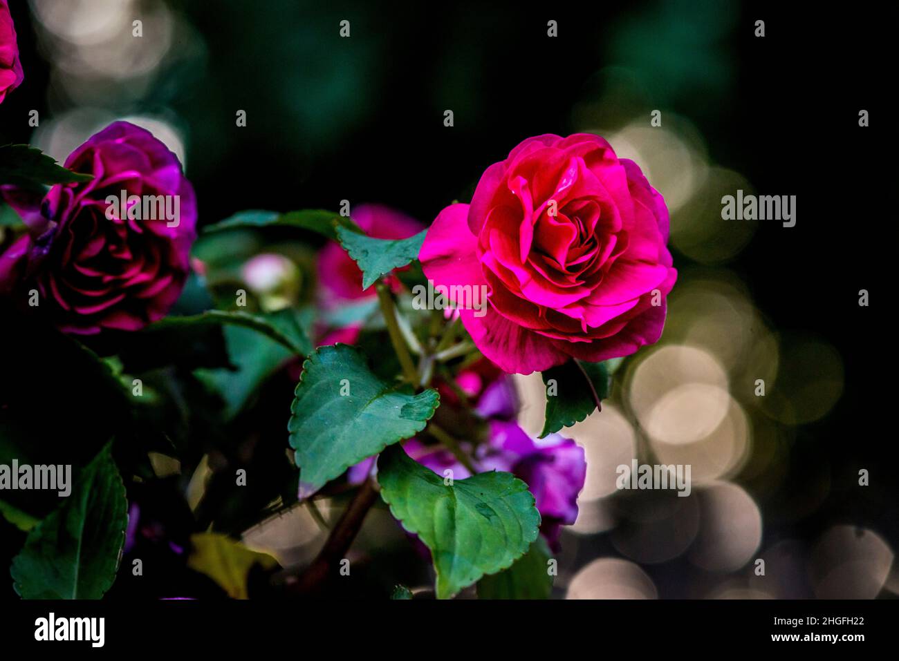 Roses at sunset with dark bokeh Stock Photo - Alamy