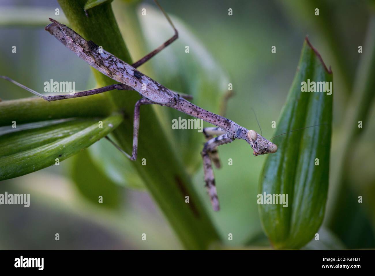 Praying Mantis on red mottled leaves against green leaf background ...