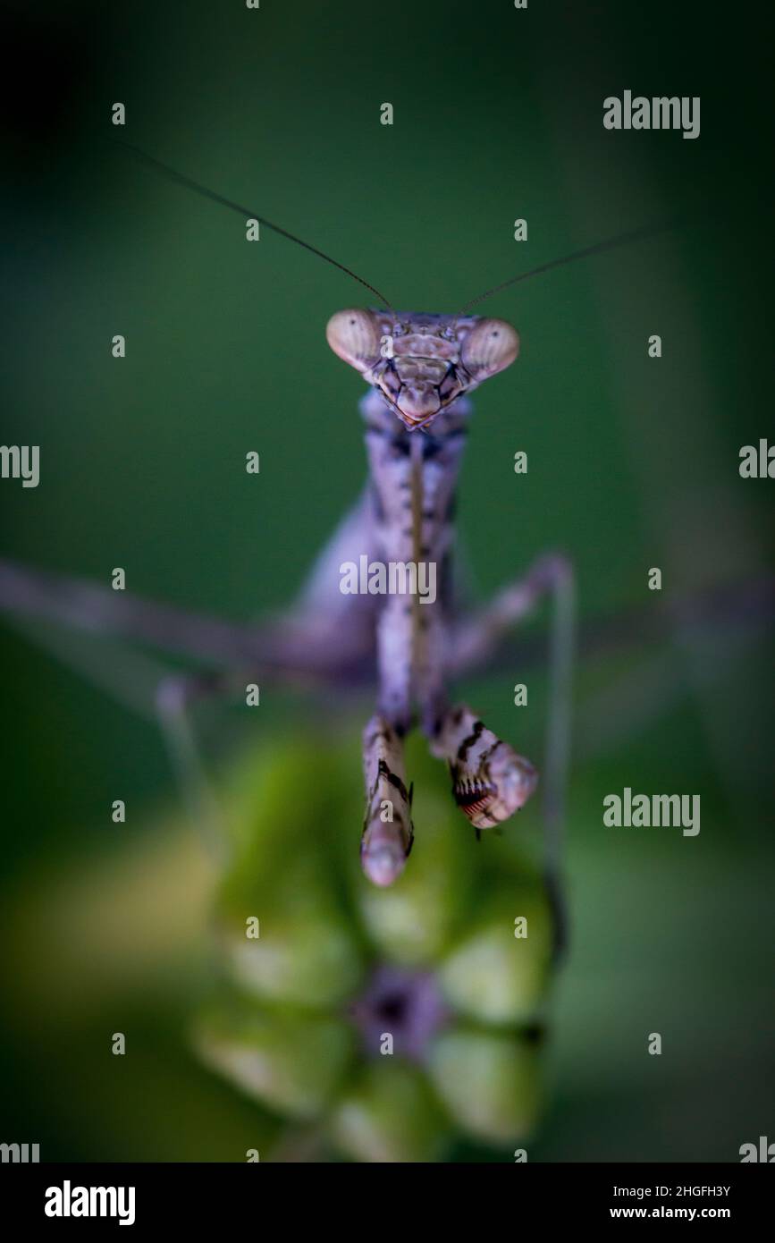 Praying Mantis on red mottled leaves against green leaf background ...
