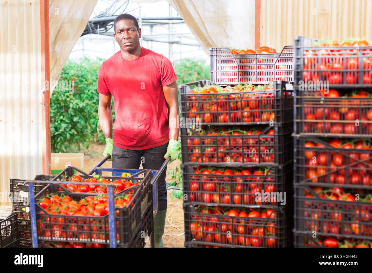 Man working with harvested tomatoes in warehouse Stock Photo - Alamy
