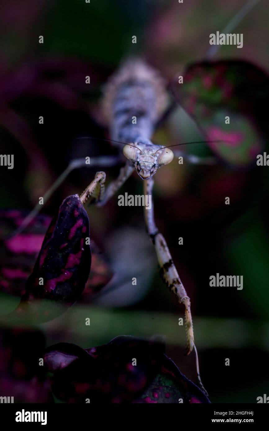 Praying Mantis on red mottled leaves against green leaf background ...