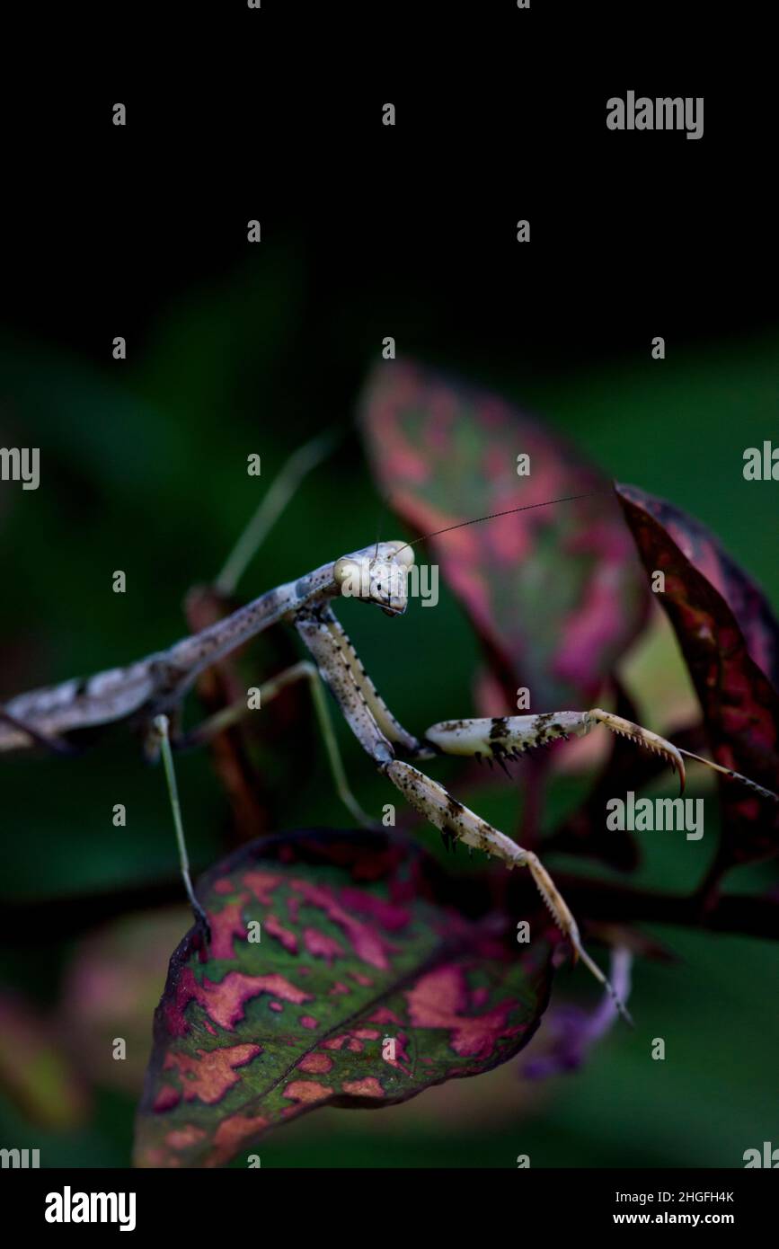 Praying Mantis on red mottled leaves against green leaf background ...