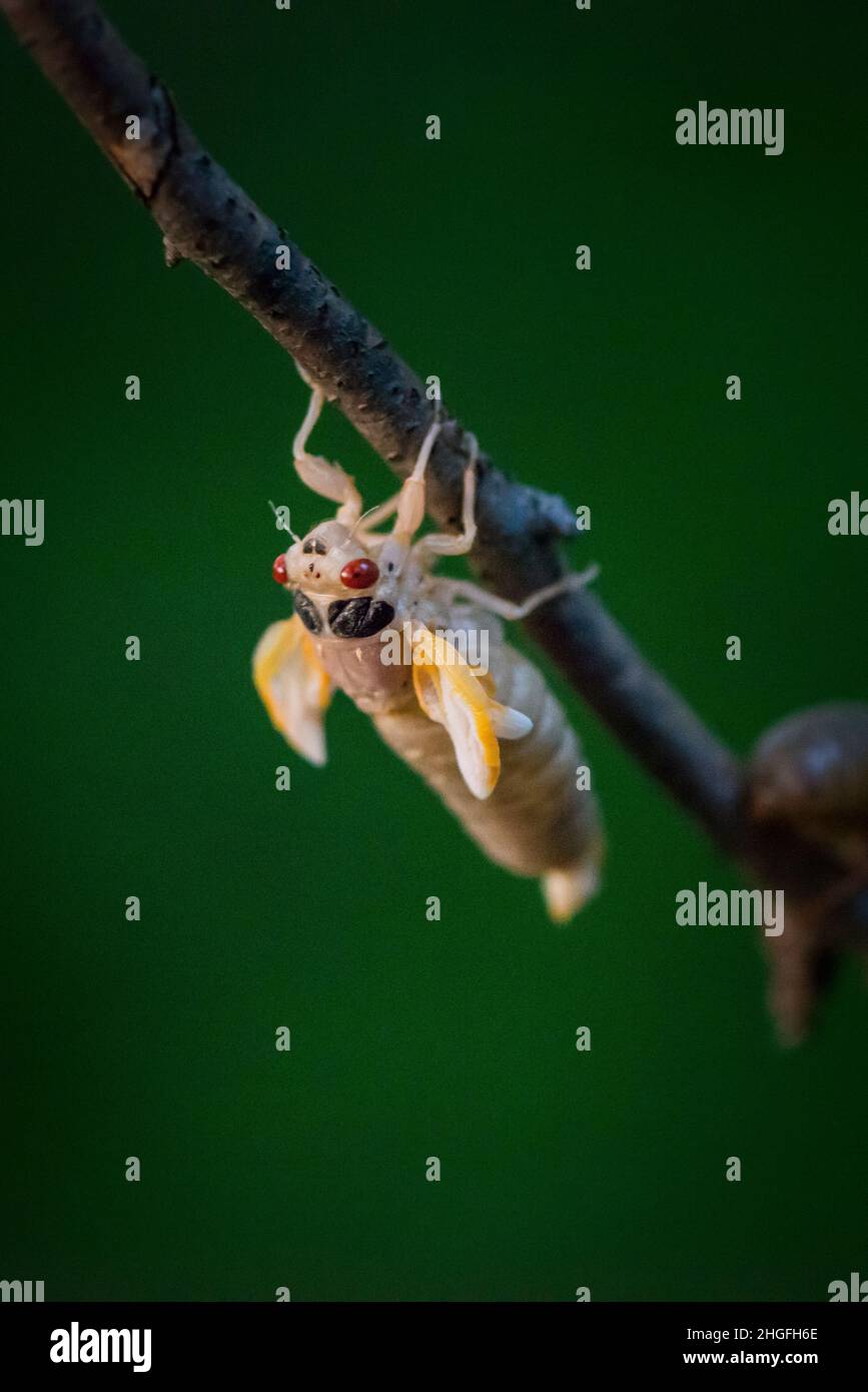 Newly emerged brood x cicada Stock Photo - Alamy