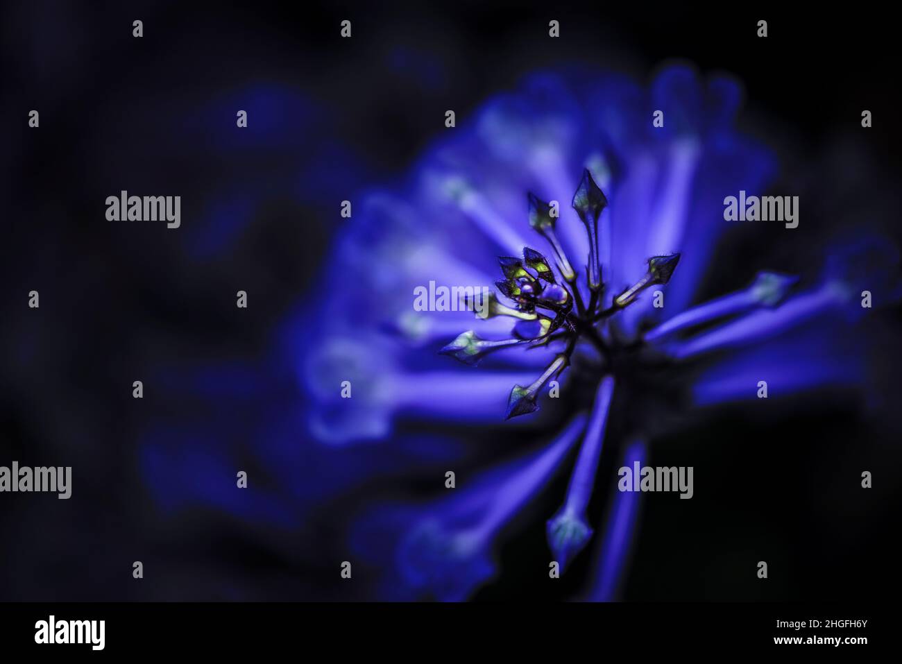 Blue purple flower hi-res stock photography and images - Alamy