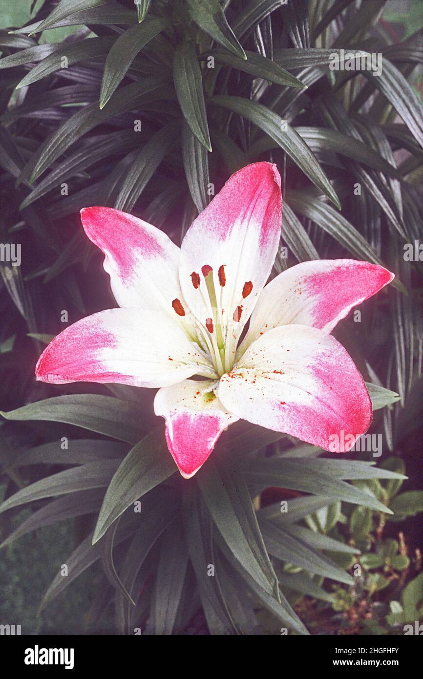 Close up of Lilly Lollypop. Single flowers against a green leaf foliage ...