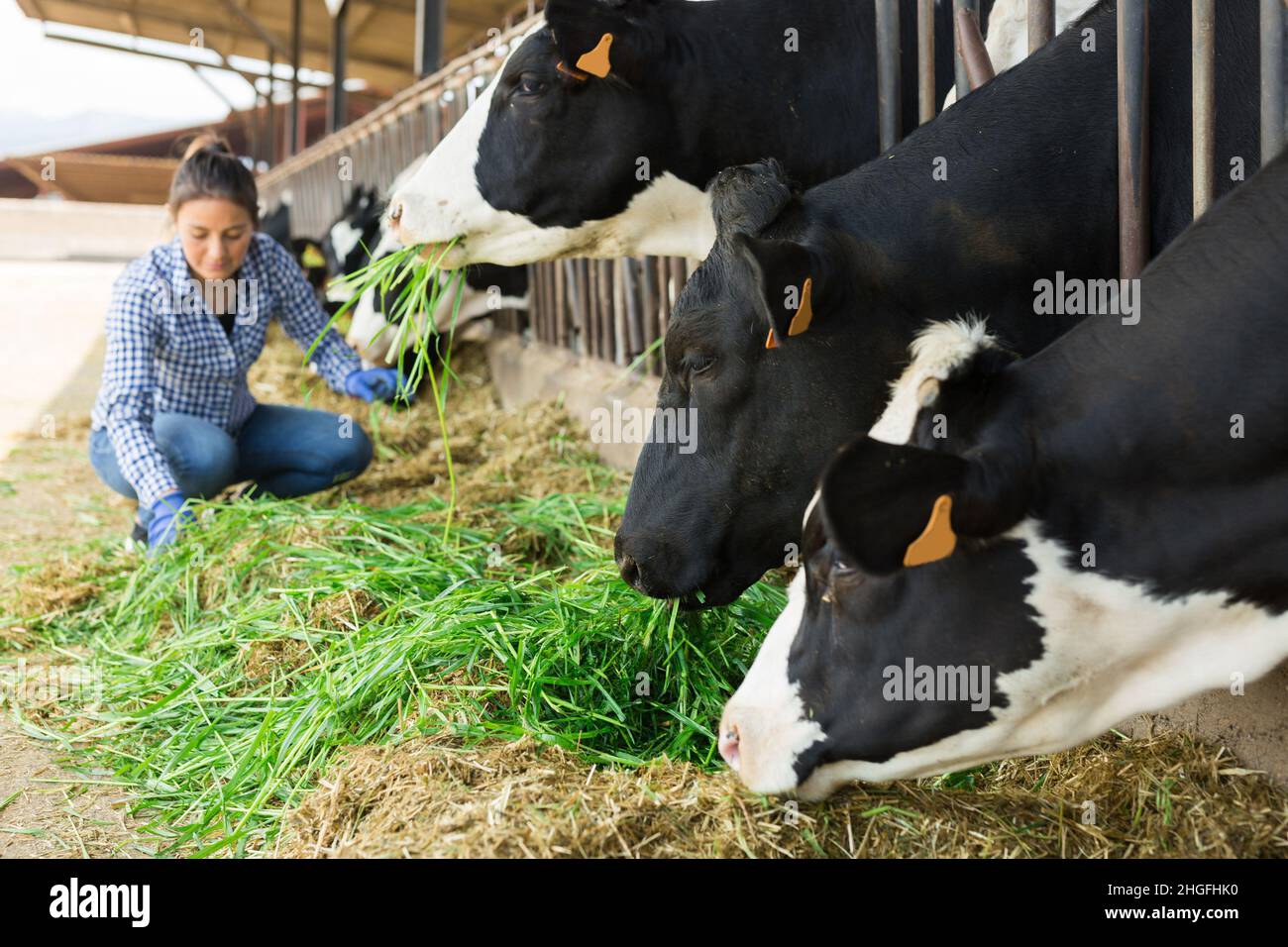 Female farmer working in stall, feeding cows Stock Photo - Alamy