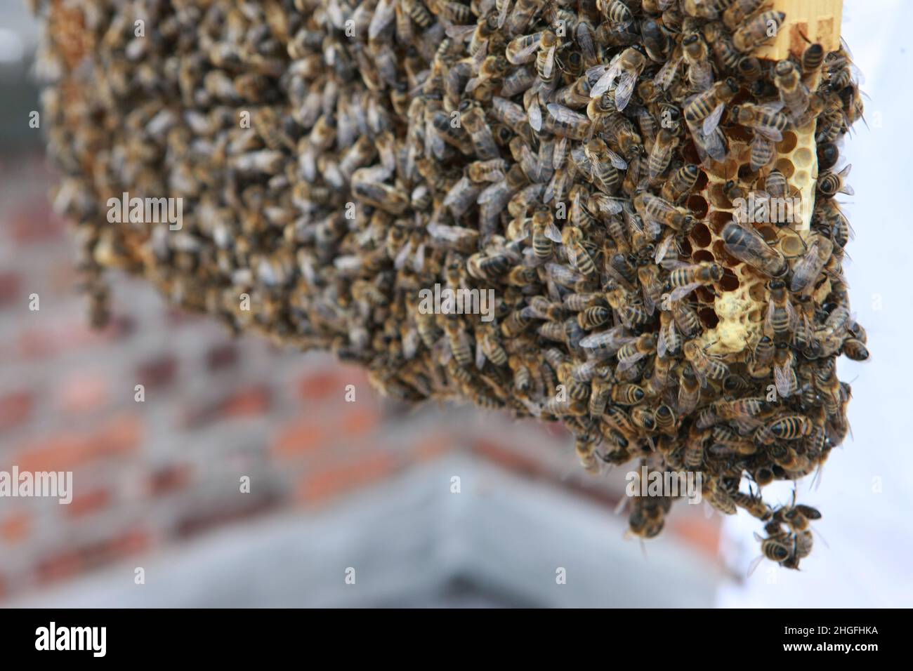 Queen frame beehive honey bees hi-res stock photography and images - Alamy