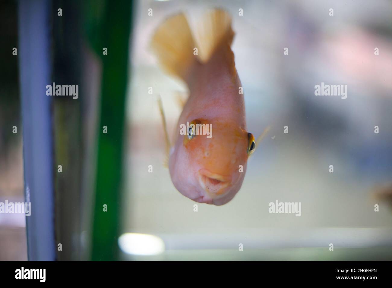 Aquarium with fish. Exotic inhabitants of the sea. Calm observation of ...