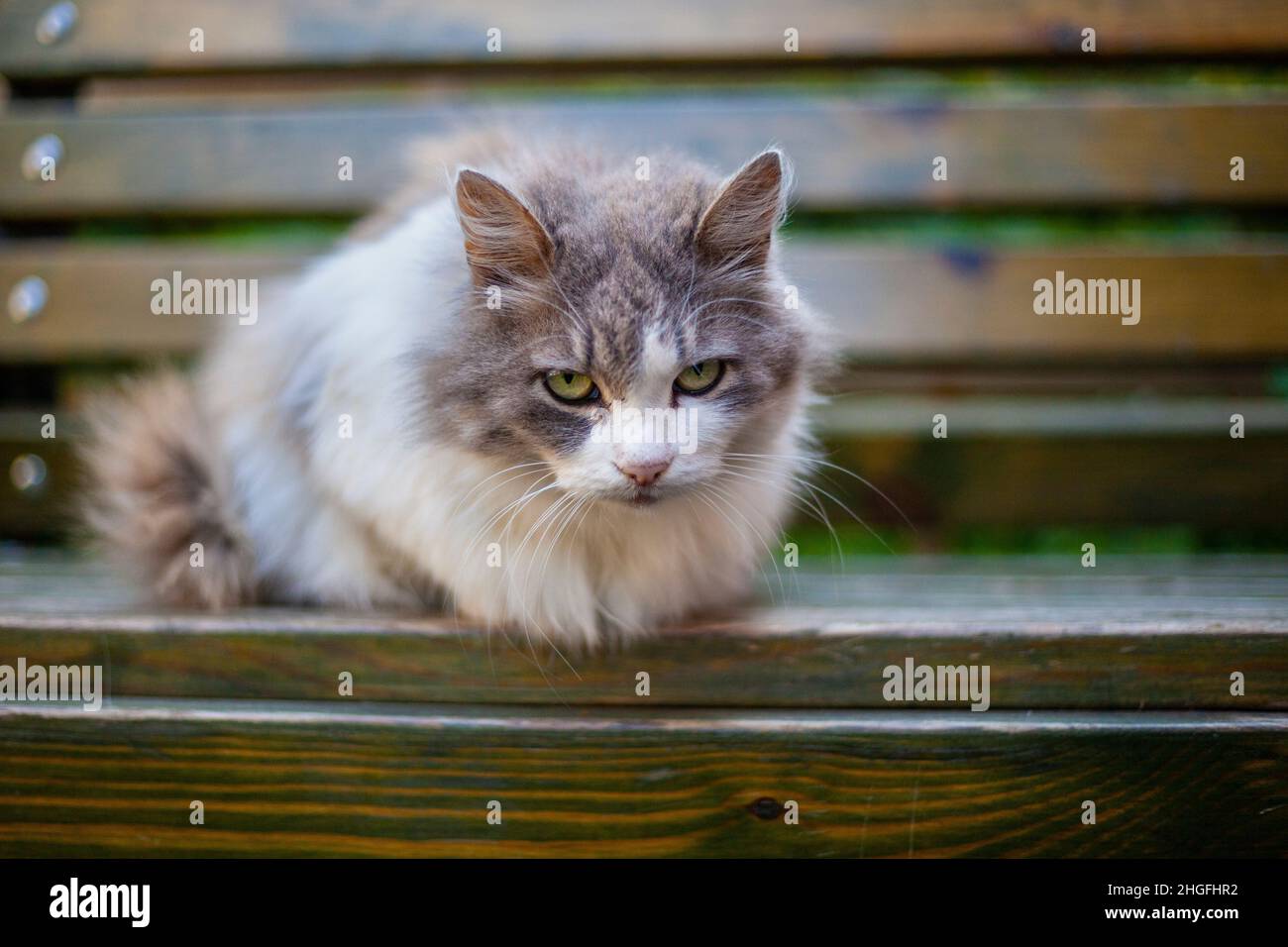 Cute fluffy cat on the bench. A cozy atmosphere with a beautiful animal ...