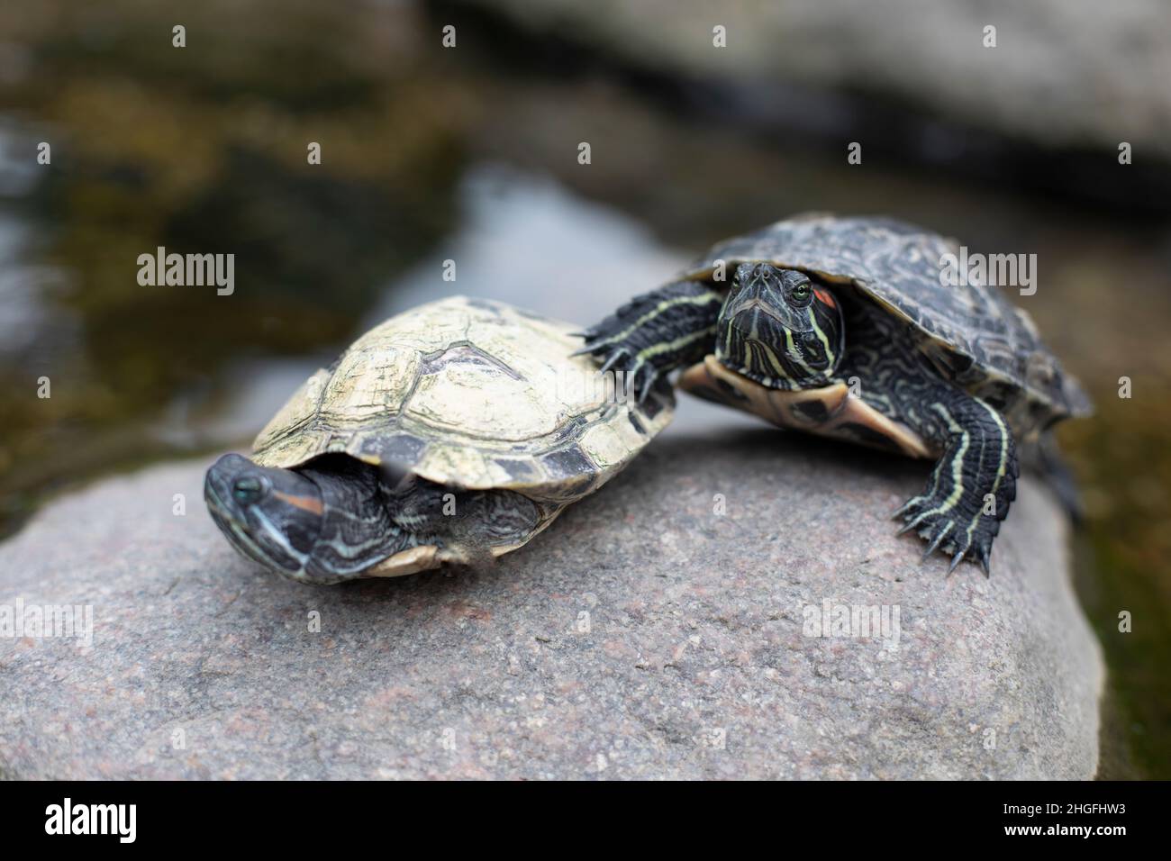 Two turtles on a stone. Turtles in the pond. Animals together Stock ...