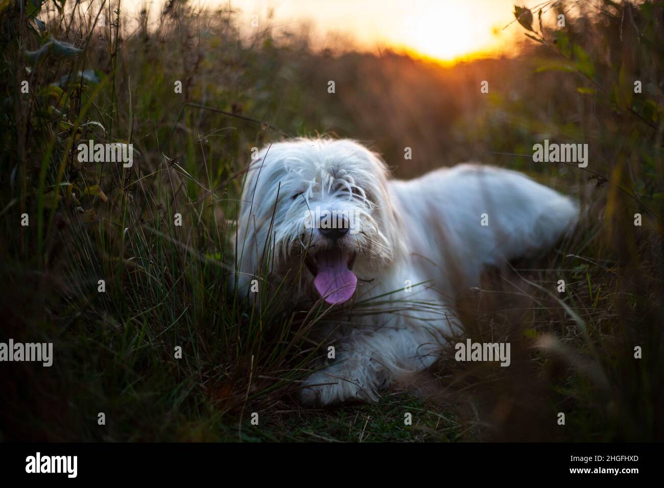 Dog in the nature. Walk with your pet. Dog's day routine. Portrait of a ...