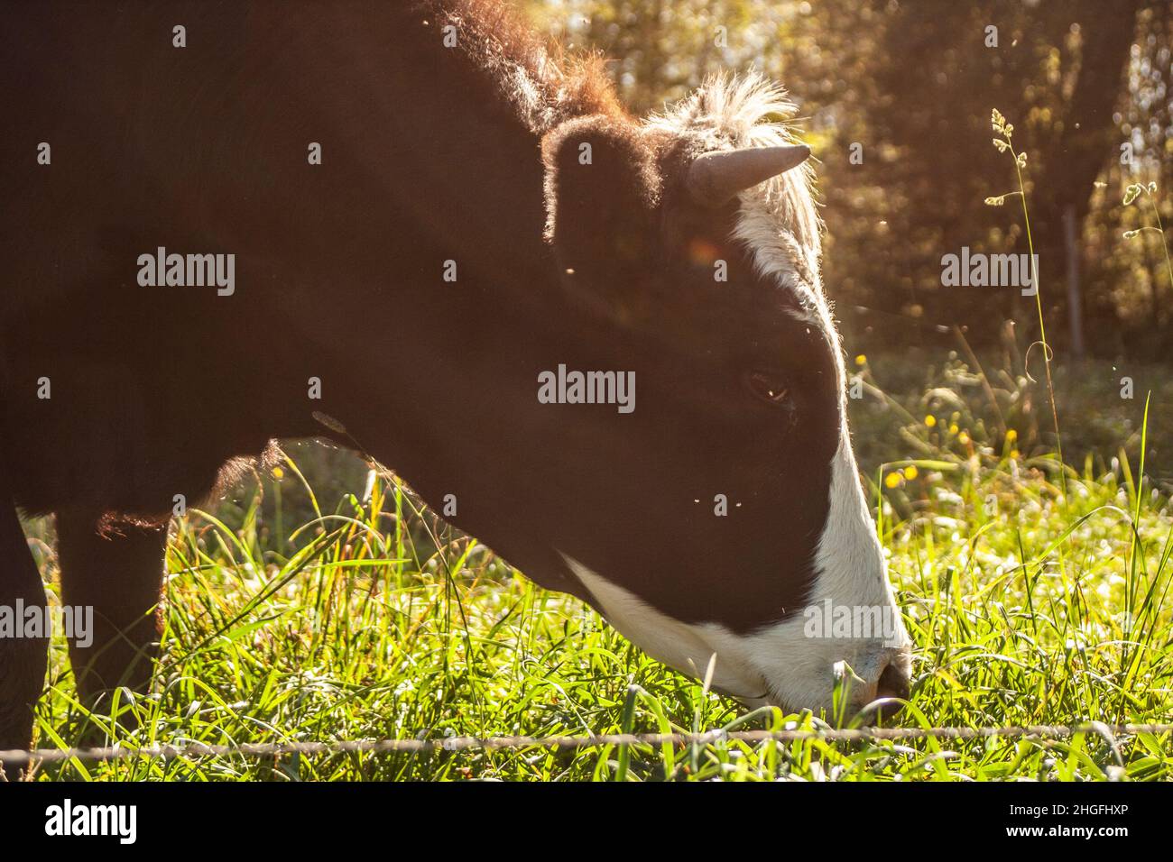 A cow grazes on a farm in the village. A cow eats grass to give milk ...