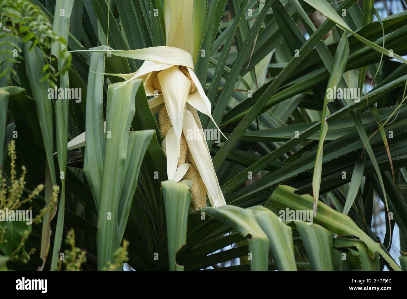 Fragrant Screwpine flower (Pandanus fascicularis, Pandanus odorifer ...