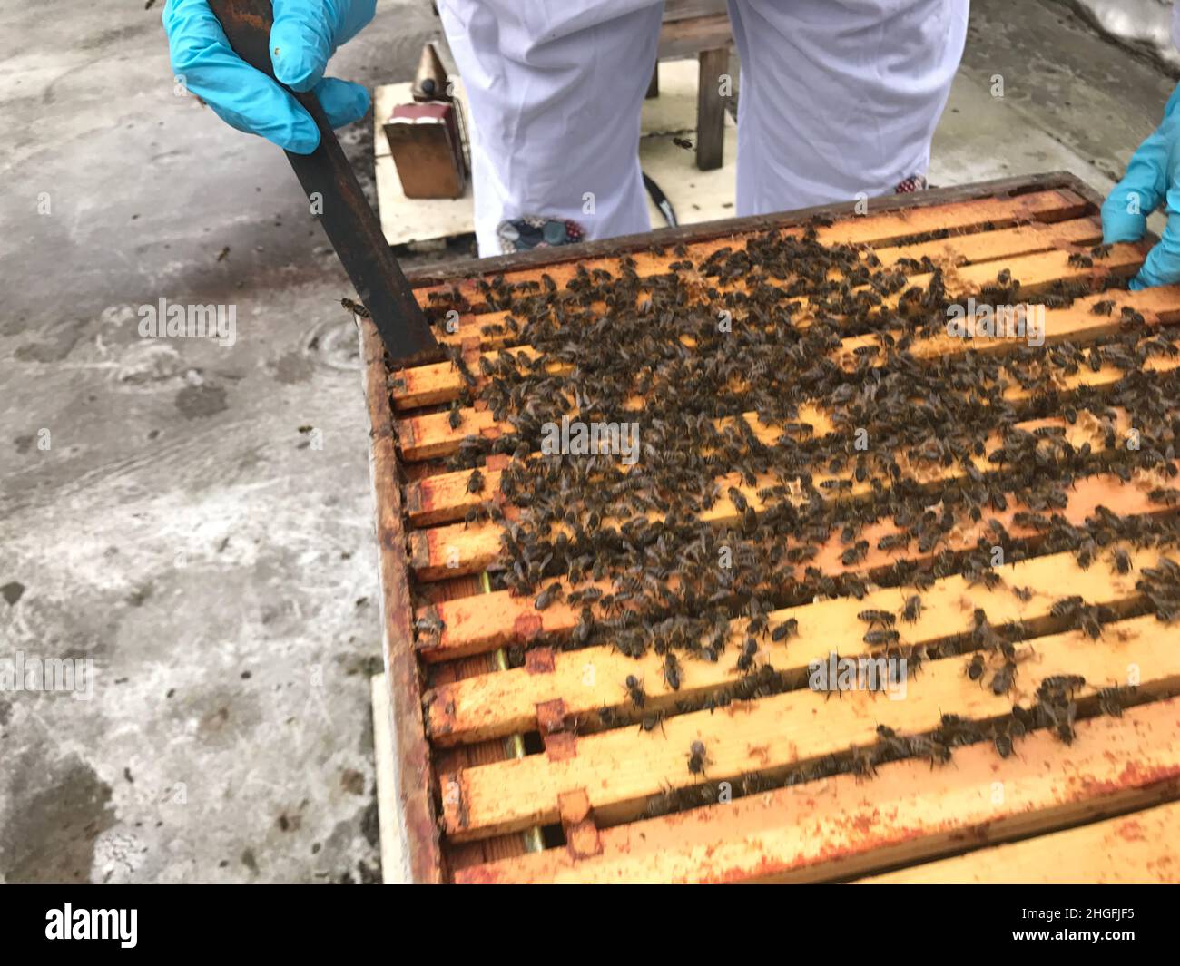Propolis beehive harvest hi-res stock photography and images - Alamy