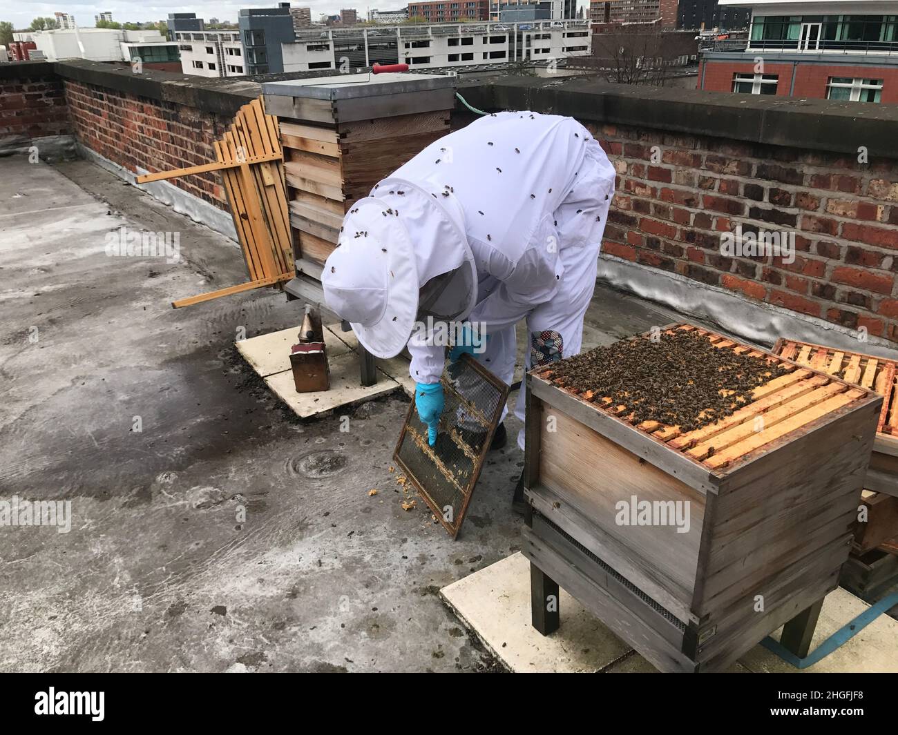 Pollen chamber hi-res stock photography and images - Alamy