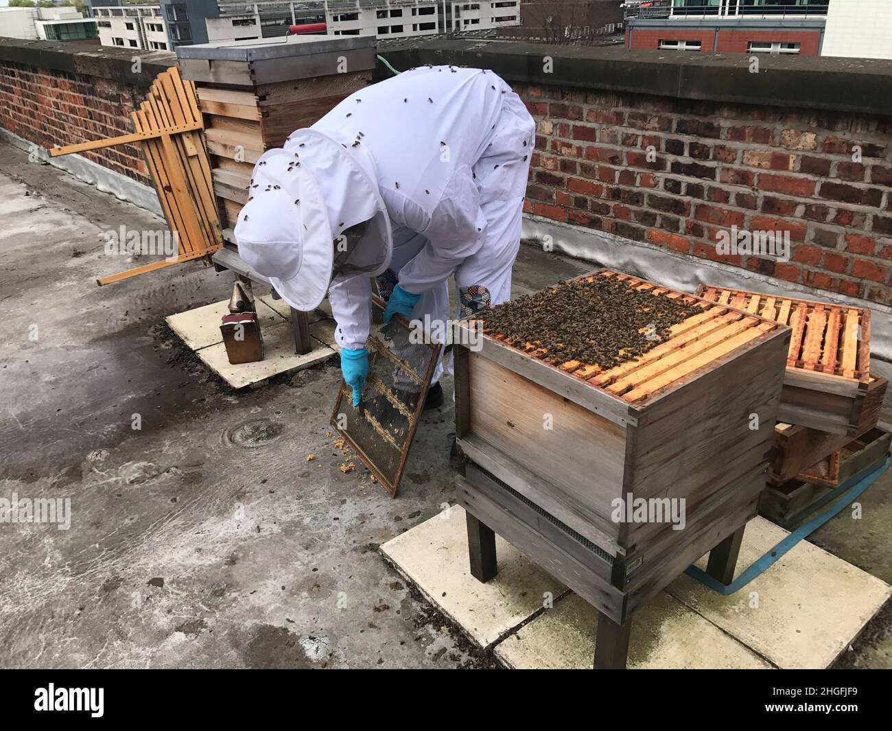 Chamber of his beehive hi-res stock photography and images - Alamy