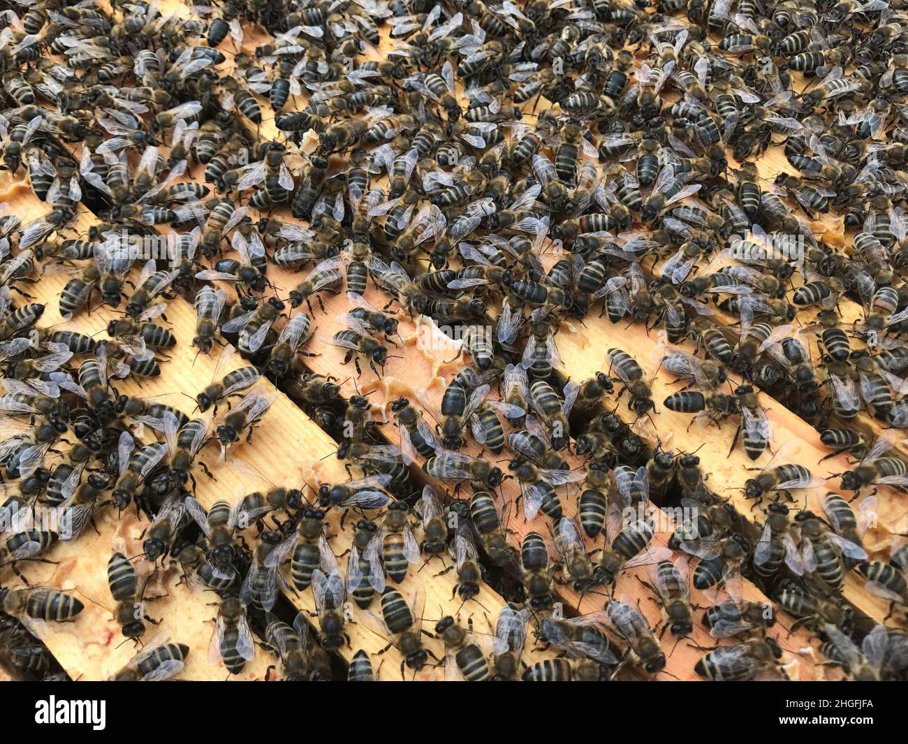 Chamber of his beehive hi-res stock photography and images - Alamy