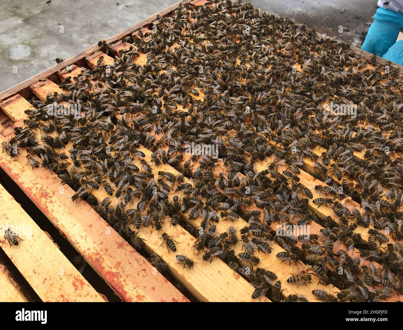 Propolis beehive harvest hi-res stock photography and images - Alamy