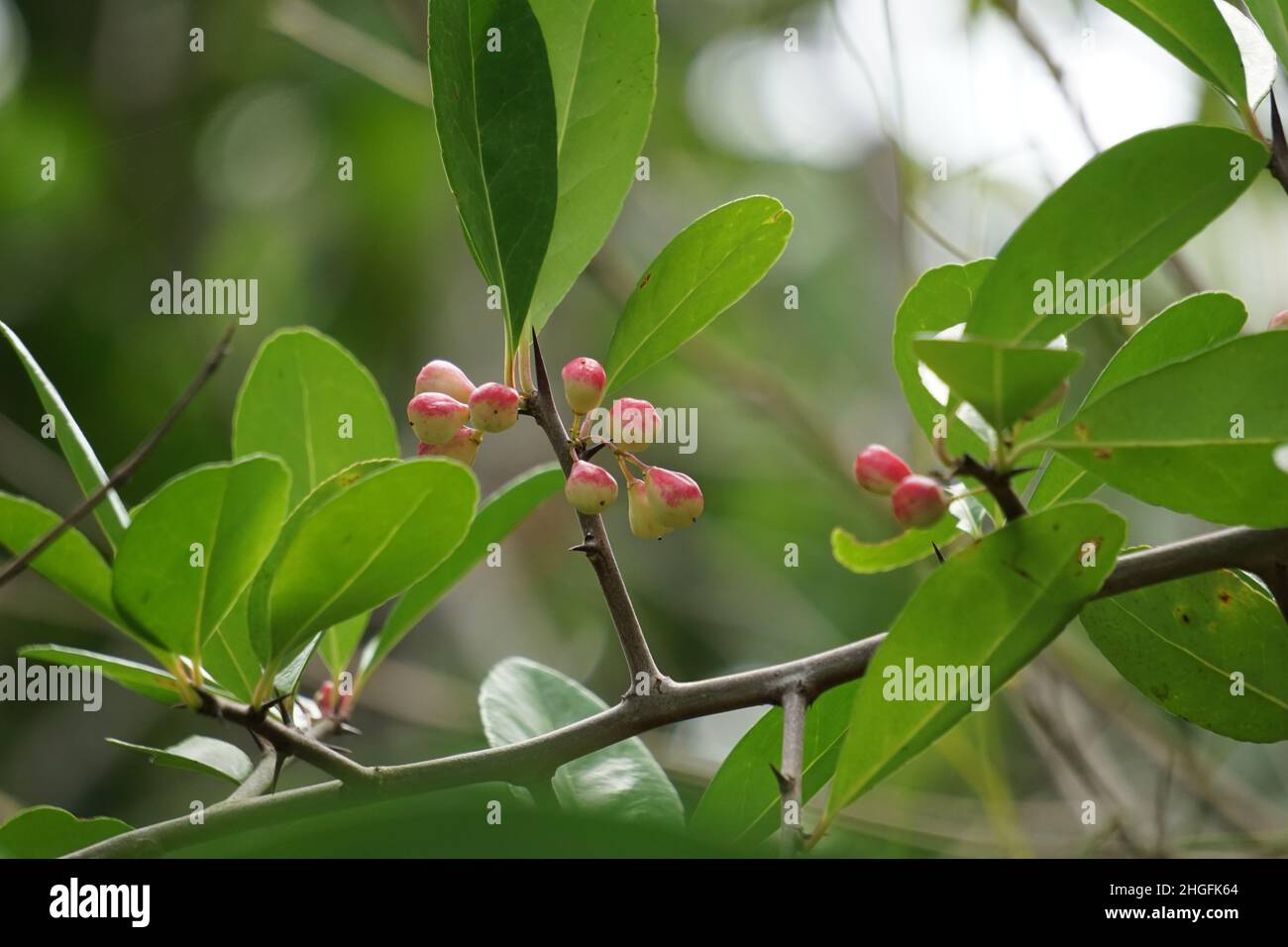 Prunus angustifolia (Also called Chickasaw plum, Cherokee plum, Florida ...