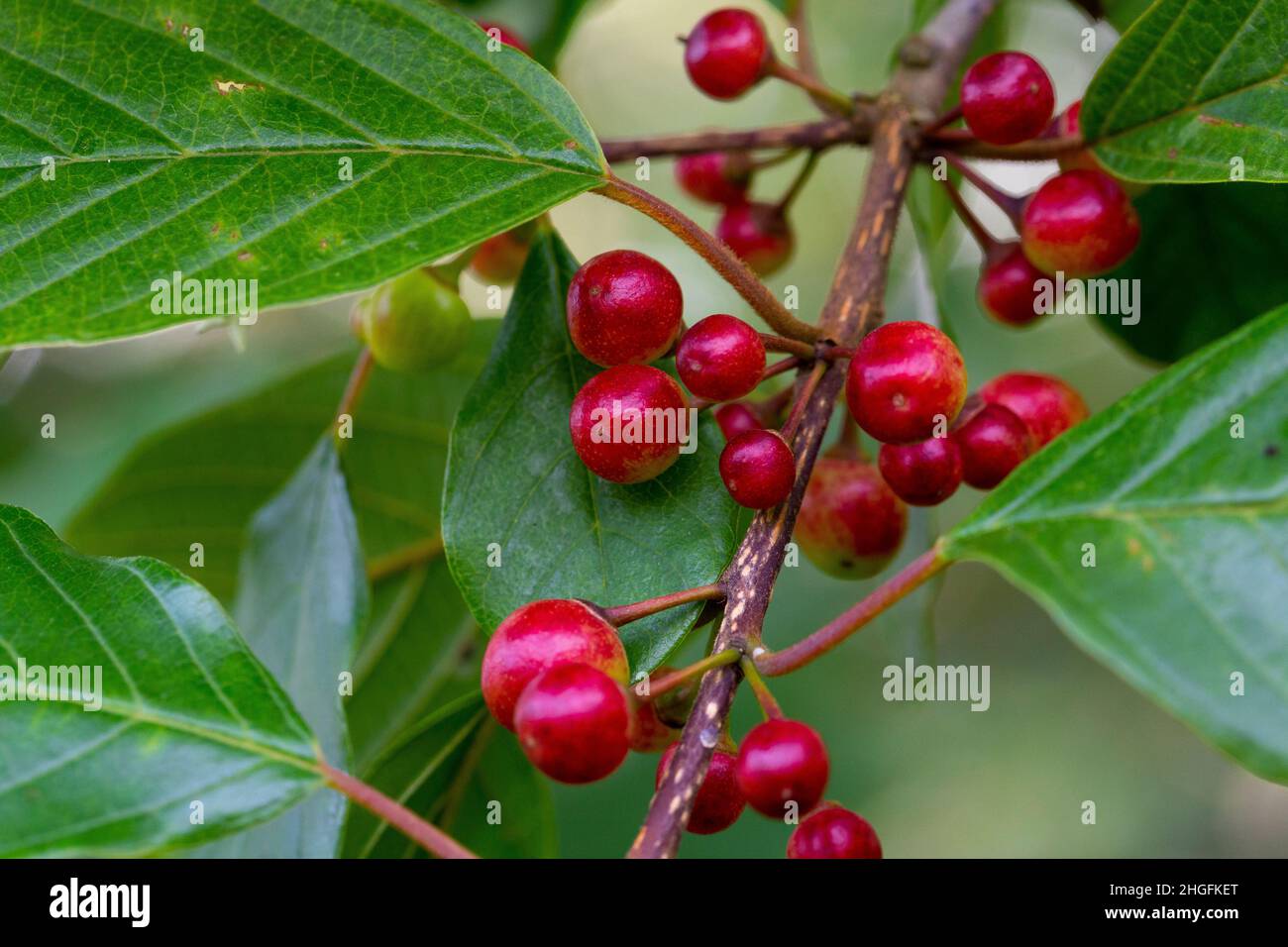 Frangula alnus fruit Stock Photo - Alamy