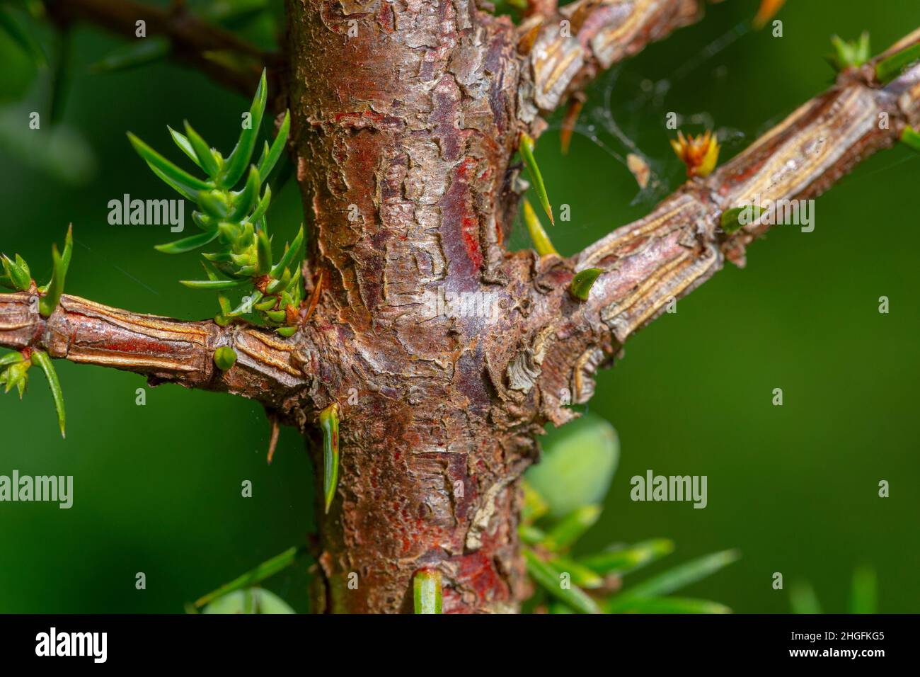 Juniperus communis bark Stock Photo - Alamy