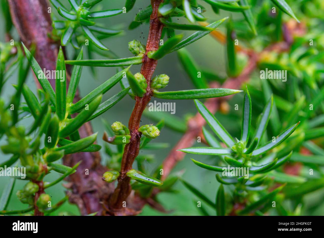 Juniperus communis buds Stock Photo - Alamy