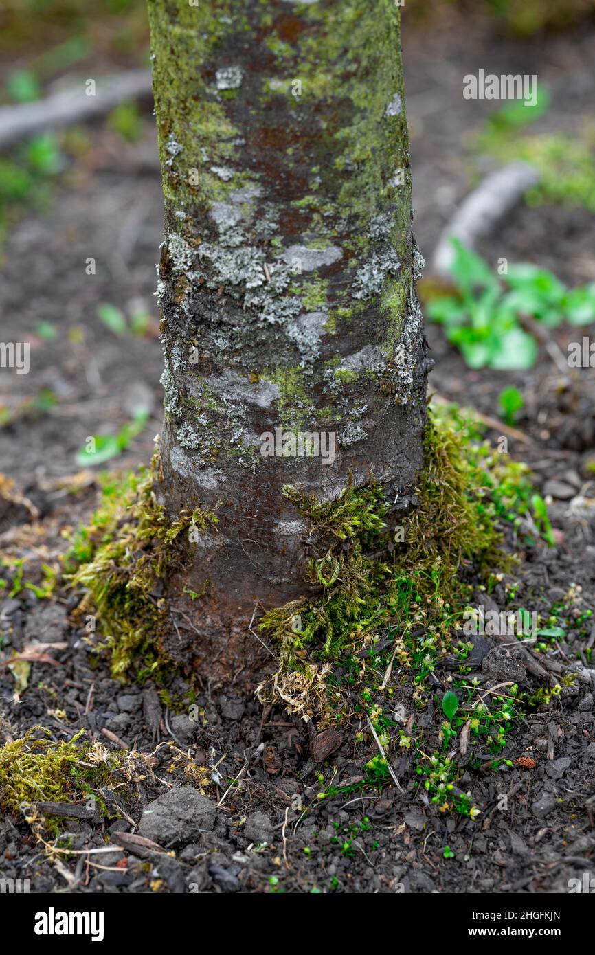 Sorbus arranensis trunk base Stock Photo - Alamy
