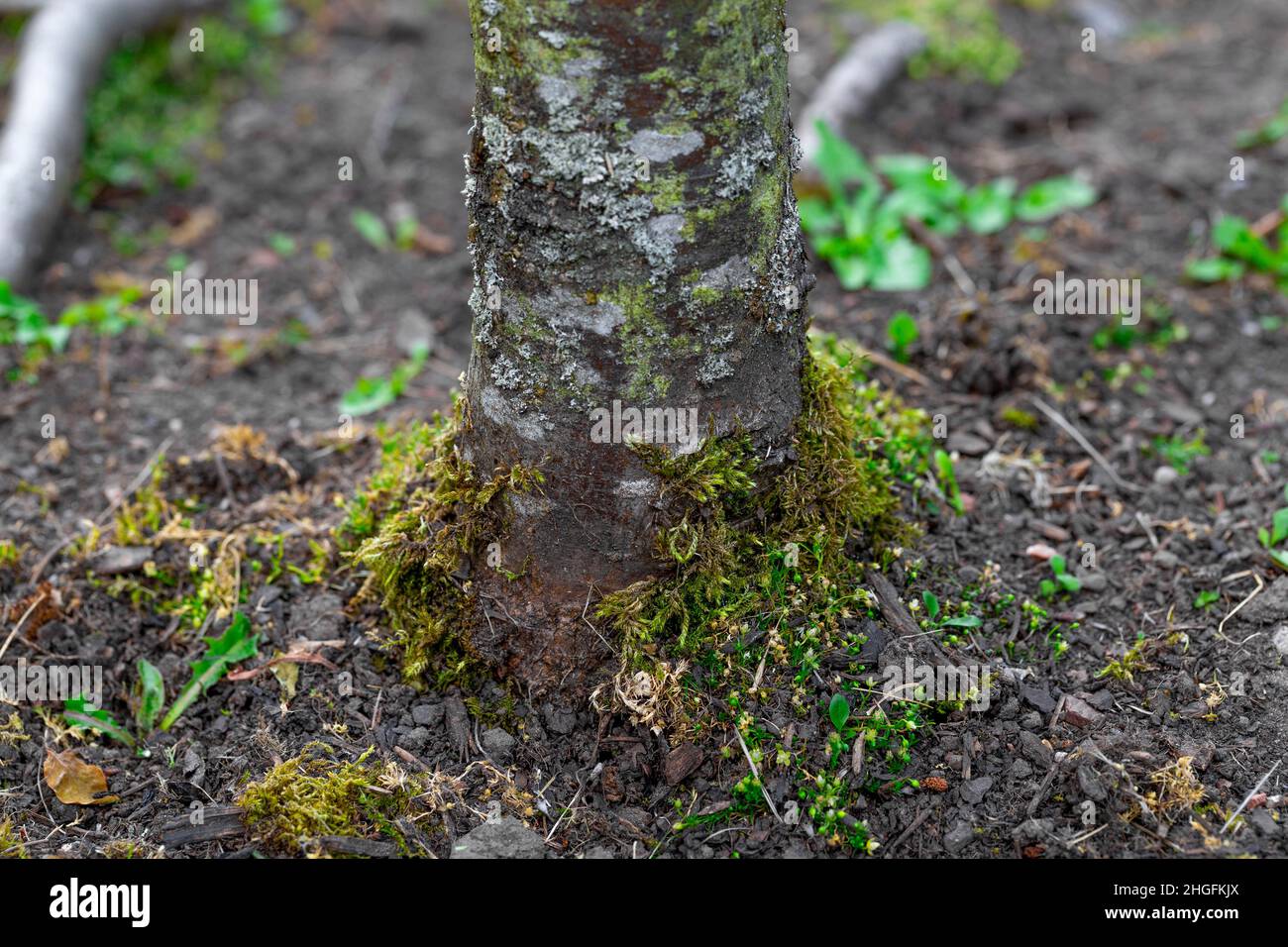 Sorbus arranensis trunk base Stock Photo - Alamy