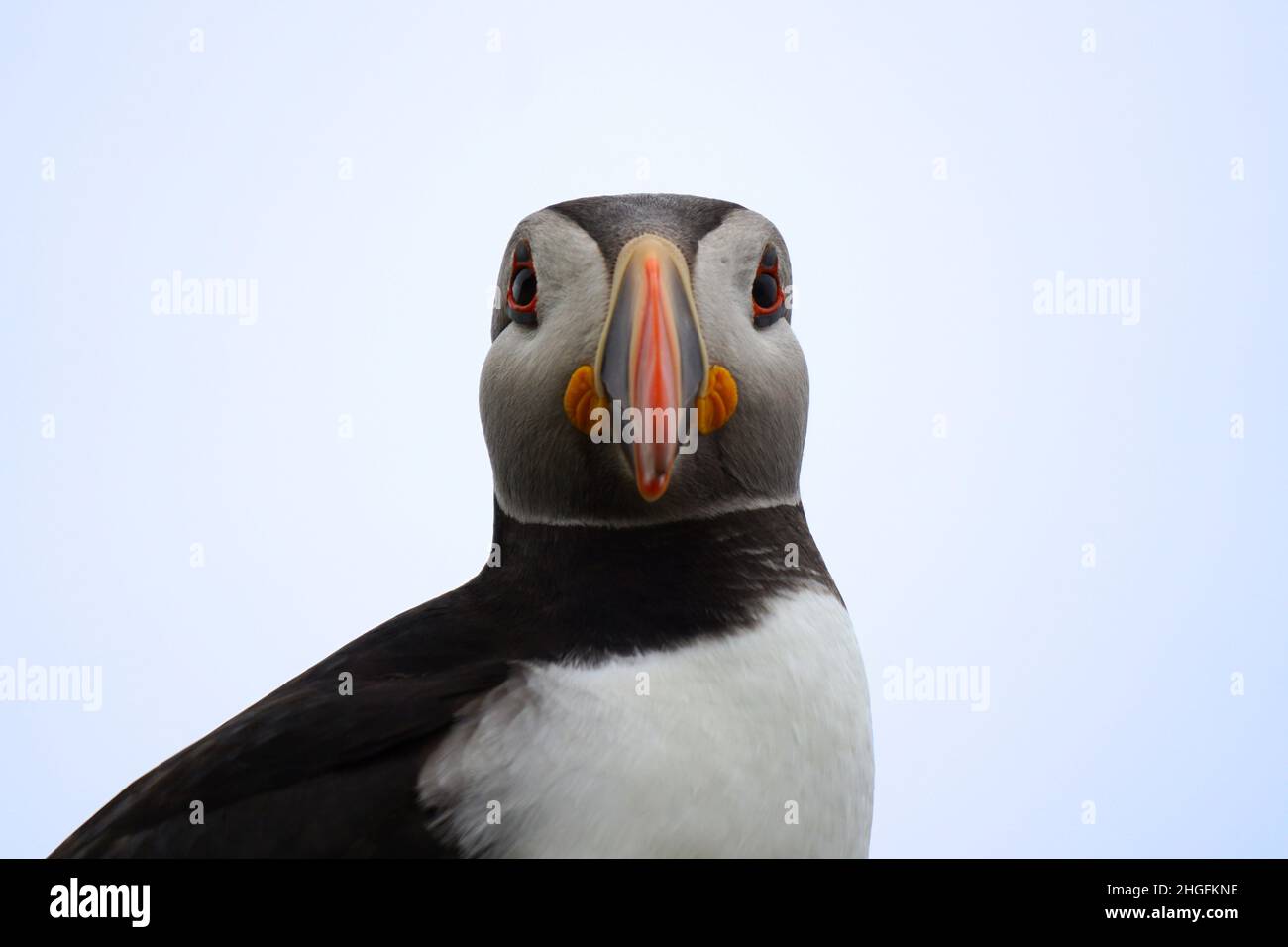 Puffin looking into camera hi-res stock photography and images - Alamy