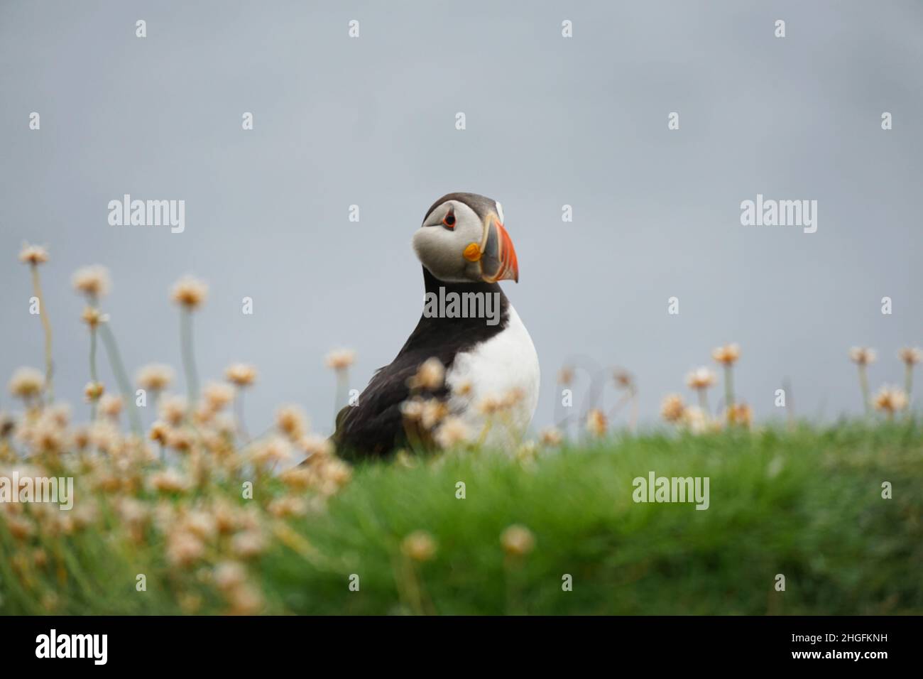 Puffin standing amongst flowers on the cliffside Stock Photo - Alamy