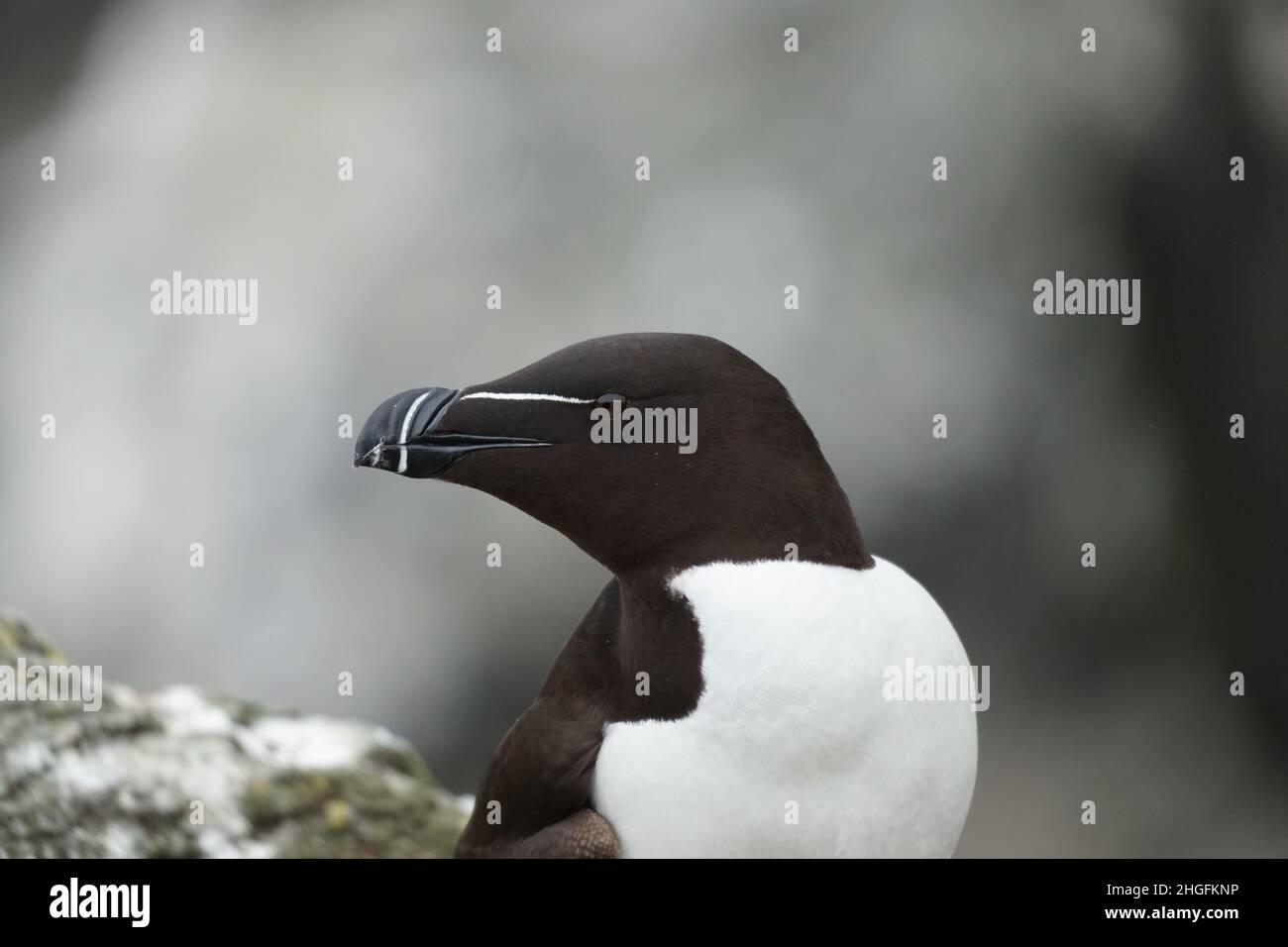 Close up razorbill seabird hi-res stock photography and images - Alamy
